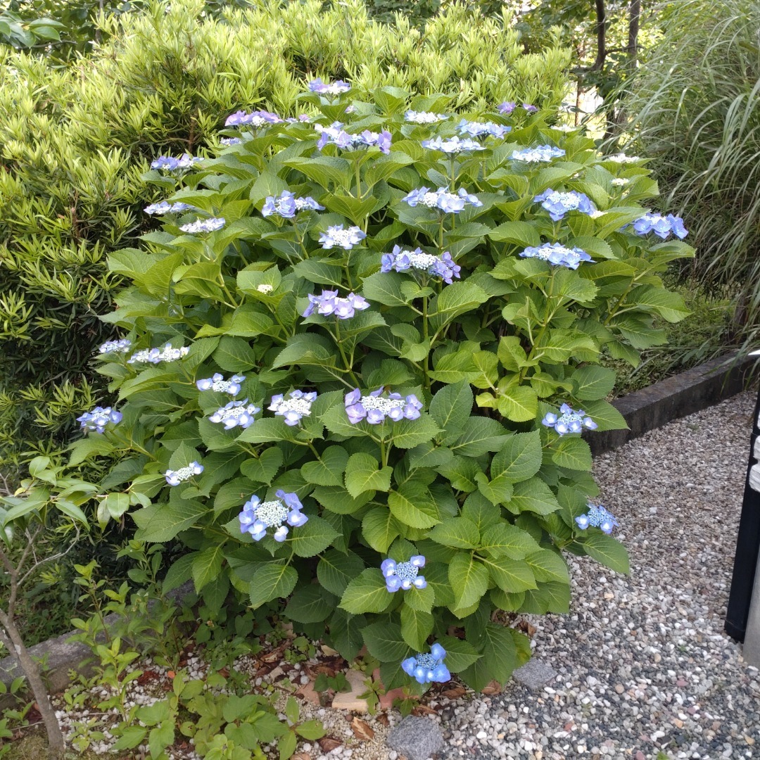 ガクアジサイ（額紫陽花）: たぬきの足跡
