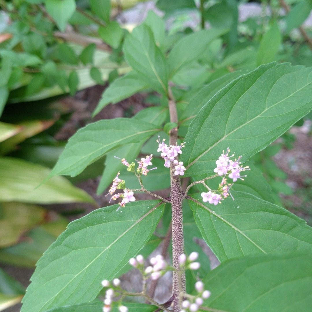 ムラサキシキブ（紫式部）: たぬきの足跡